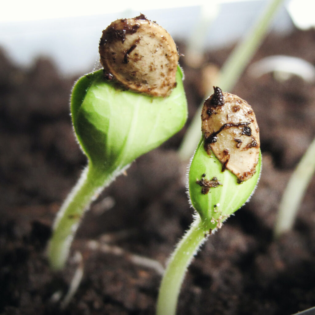 salapila.lk – Shopping Mall